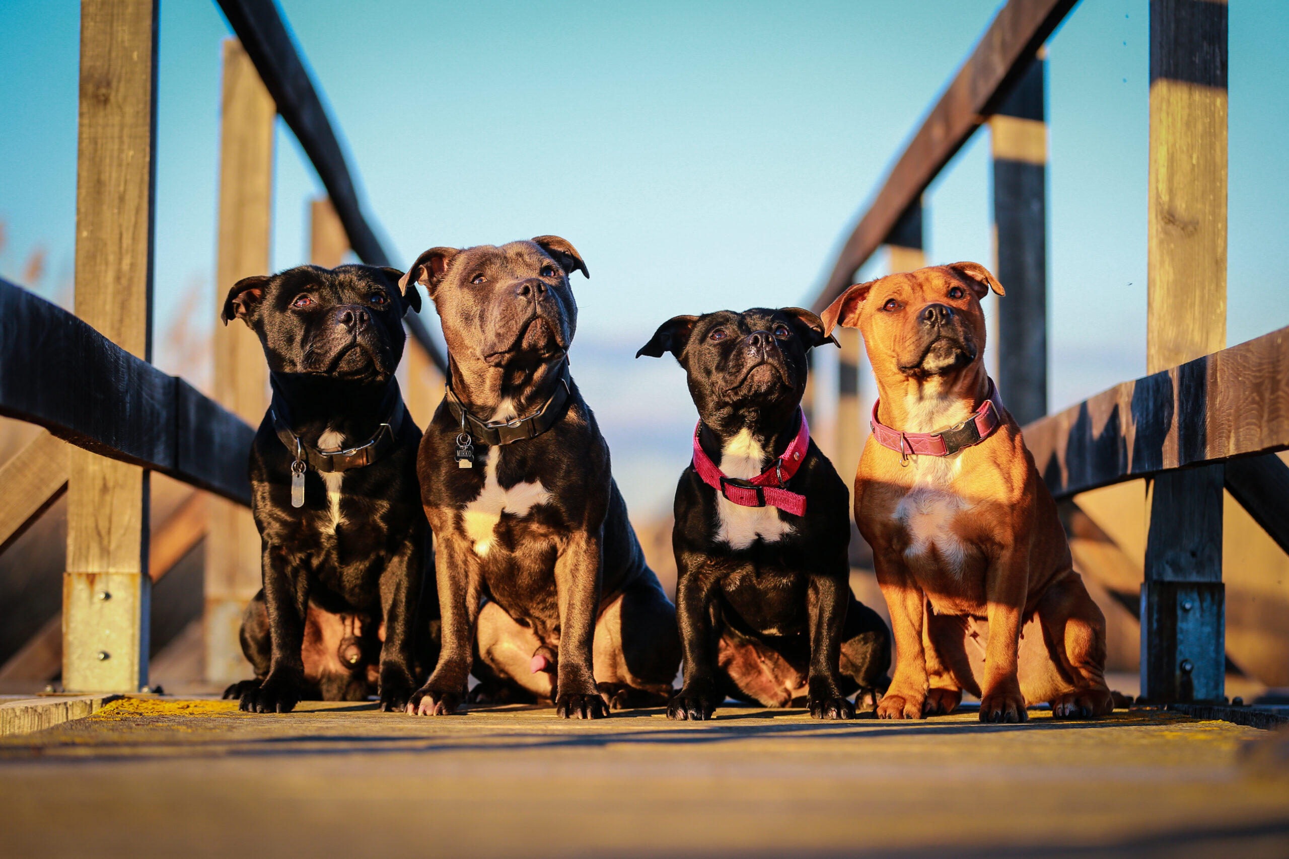 Home Page - Four Paws Kennel