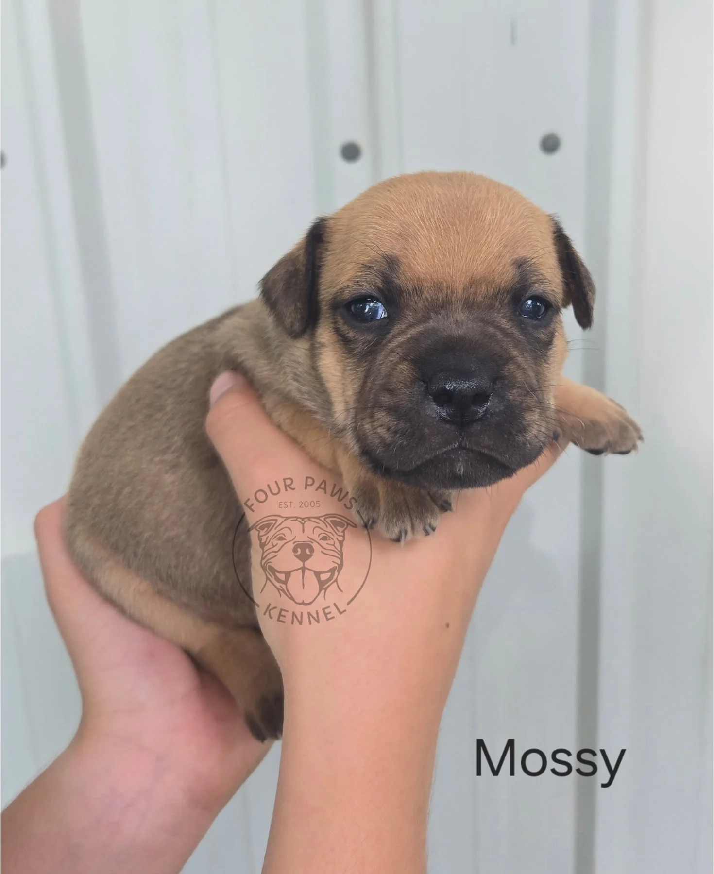 Mossy - (Sold) Male - Four Paws Kennel